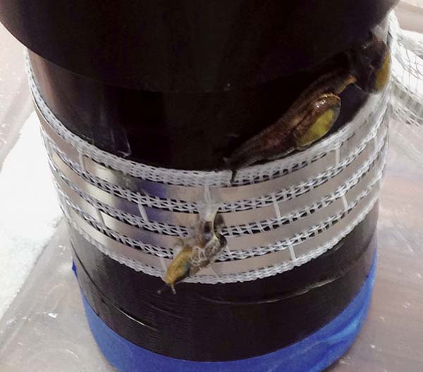 Schools to test, develop electric anti-slug strips | News, Sports, Jobs ...